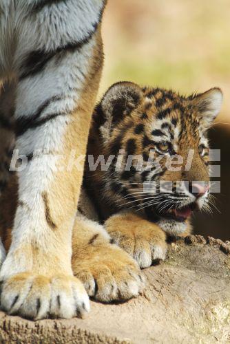 blickwinkel - Sibirischer Tiger, Amurtiger, Amur-Tiger (Panthera tigris ...