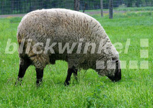 blickwinkel - Schwarzkoepfiges Fleischschaf, Schwarzkoepfiges Fleisch ...
