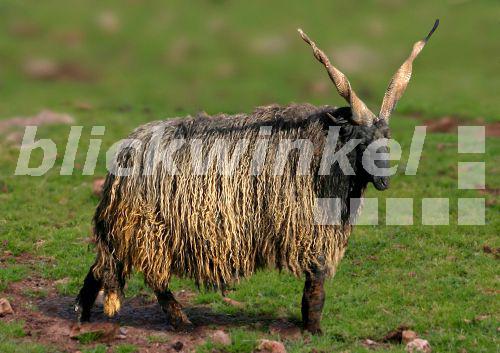 blickwinkel - Ungarisches Zackelschaf, Zackel-Schaf (Ovis ammon f ...