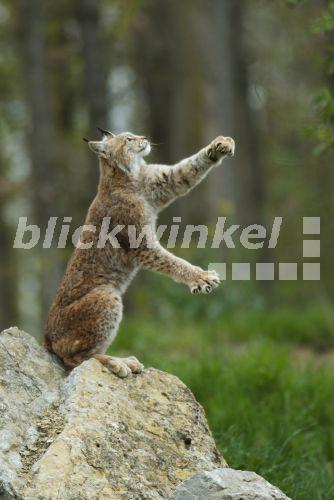 blickwinkel - Eurasischer Luchs, Europaeischer Luchs (Lynx lynx), Luchs ...