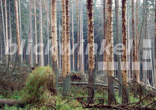 blickwinkel - Gemeine Fichte, Rottanne (Picea abies), geschaedigter ...