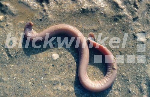 blickwinkel - Inger, Atlantischer Inger (Myxine glutinosa), am Strand ...
