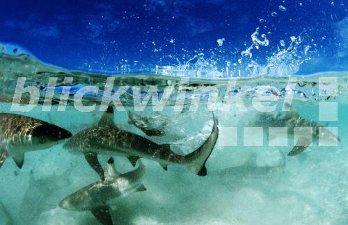 blickwinkel - Schwarzspitzen-Riffhai, Schwarzflossenhai, Schwarzflossen ...