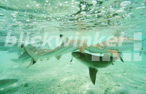 blickwinkel - Schwarzspitzen-Riffhai, Schwarzflossenhai, Schwarzflossen ...