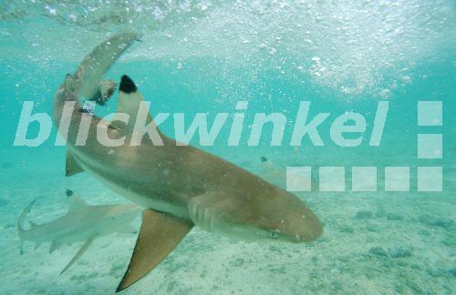 blickwinkel - Schwarzspitzen-Riffhai, Schwarzflossenhai, Schwarzflossen ...