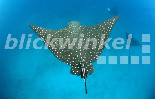 blickwinkel - Gefleckter Adlerrochen, Entenschnabelrochen, Gefleckter ...