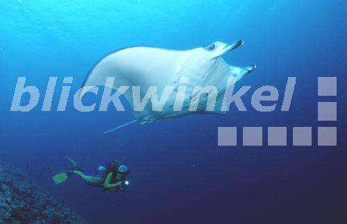 blickwinkel - Manta, Mantarochen, Riesenmanta, Grosser Teufelsrochen ...
