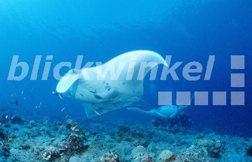 blickwinkel - Manta, Mantarochen, Riesenmanta, Grosser Teufelsrochen ...