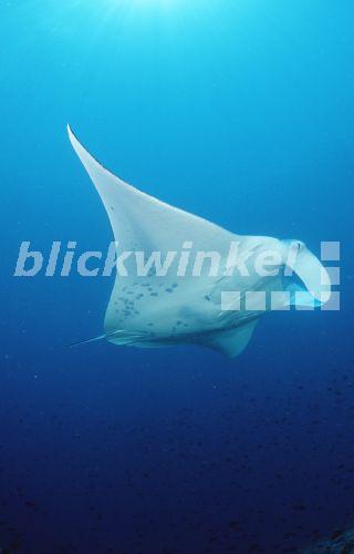 blickwinkel - Manta, Mantarochen, Riesenmanta, Grosser Teufelsrochen ...