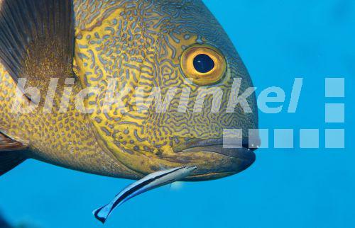 blickwinkel - Putzerfische, Putzerlippfische, Putzer-Fisch, Putzer-Lipp ...