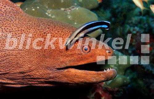 blickwinkel - Putzerfische, Putzerlippfische, Putzer-Fische, Putzer ...
