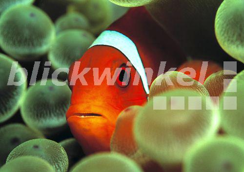 blickwinkel - Stachel-Anemonenfisch, Stachel-Anemonen-Fisch, Stachel ...