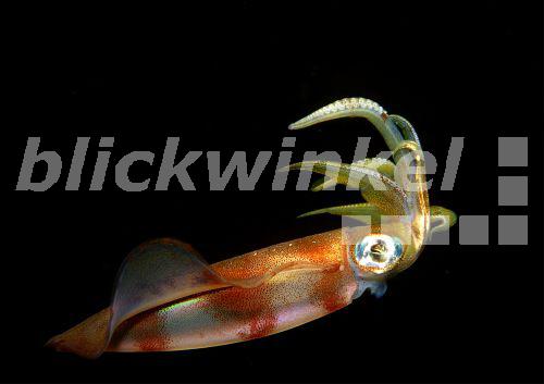 blickwinkel - Grossflossen-Sepiakalmar, Grossflossen-Riffkalmar, Gross ...