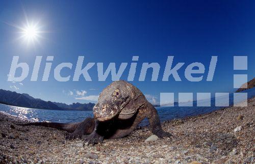 blickwinkel - Komodo-Waran, Komodowaran (Varanus komodoensis), am ...