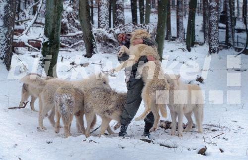 blickwinkel - Polarwolf, Arktiswolf, Tundrawolf, Polar-Wolf, Arktis ...