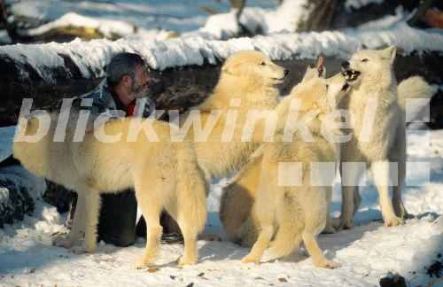 blickwinkel - Polarwolf, Arktiswolf, Tundrawolf, Polar-Wolf, Arktis ...