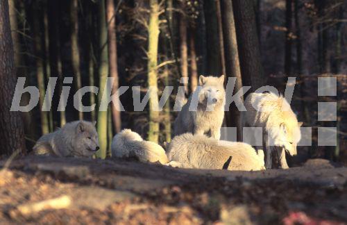 blickwinkel - Polarwolf, Arktiswolf, Tundrawolf, Polar-Wolf, Arktis ...