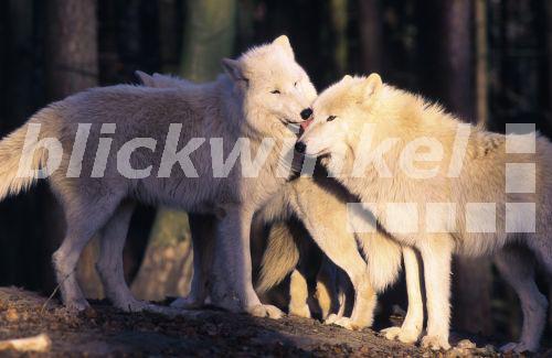 blickwinkel - Polarwolf, Arktiswolf, Tundrawolf, Polar-Wolf, Arktis ...