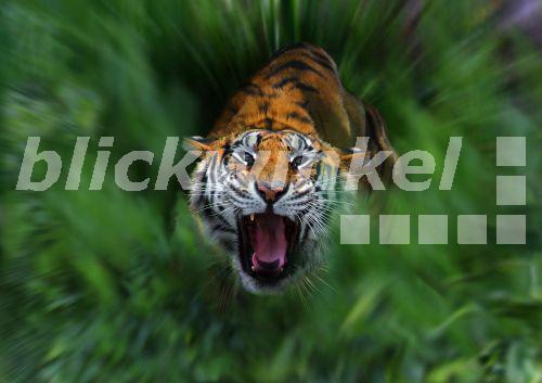 blickwinkel - Koenigstiger, Indischer Tiger, Bengaltiger (Panthera ...