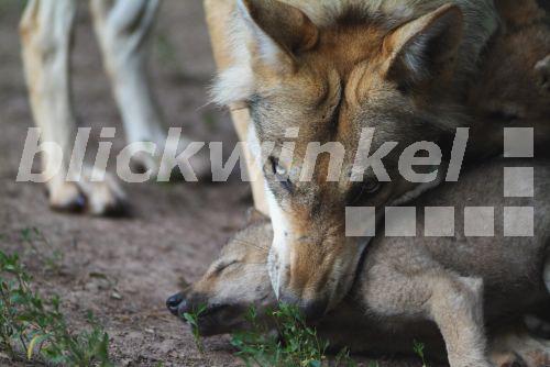 blickwinkel - Gemeiner Wolf, Europaeischer Grauwolf (Canis lupus lupus ...