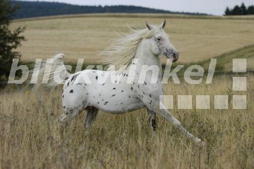 blickwinkel - Appaloosa-Vollblutaraber, Appaloosa-Vollblut-Araber ...