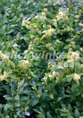 blickwinkel - Gewoehnlicher Buchsbaum, Buchs-Baum (Buxus sempervirens ...