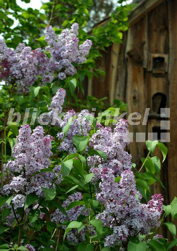 blickwinkel - Gemeiner Flieder, Gewoehnlicher Flieder (Syringa vulgaris ...