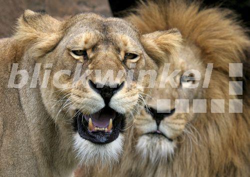 blickwinkel - Berber-Loewe, Berberloewe (Panthera leo leo), fauchendes ...