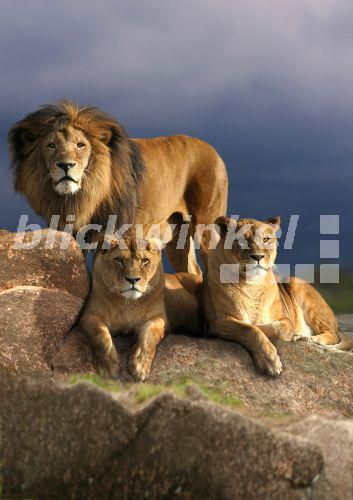 blickwinkel - Berber-Loewe (Panthera leo leo), zwei ruhende Weibchen ...