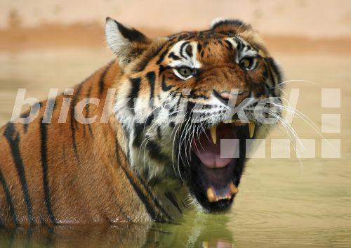 blickwinkel - Koenigstiger, Indischer Tiger, Bengaltiger, Koenigs-Tiger ...