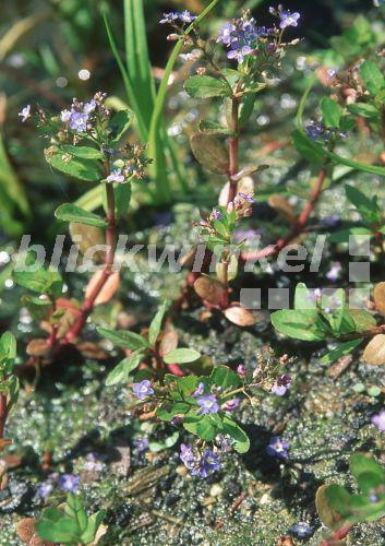 blickwinkel - Bach-Ehrenpreis, Bachbunge, Bach-Ehren-Preis, Bach-Bunge ...