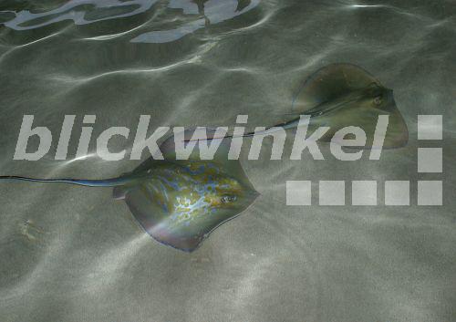 blickwinkel - Mittelmeer-Sternrochen, Mittel-Meer-Stern-Rochen (Raja ...