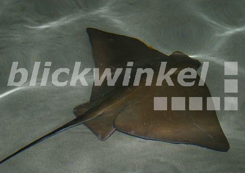 blickwinkel - Java-Kuhnasenrochen, Javanischer Kuhnasenrochen, Kuh ...