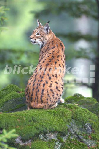 blickwinkel - Eurasischer Luchs, Europaeischer Luchs (Lynx lynx), Luchs ...