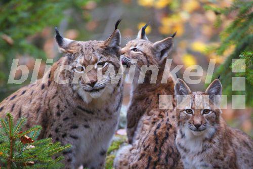 blickwinkel - Eurasischer Luchs, Europaeischer Luchs (Lynx lynx ...