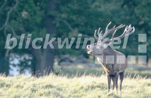 blickwinkel - Rothirsch, Rot-Hirsch, Edelhirsch, Edel-Hirsch, Rotwild ...