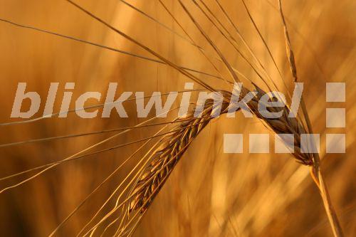 blickwinkel - Zweizeilige Gerste (Hordeum distichon, Hordeum vulgare ...