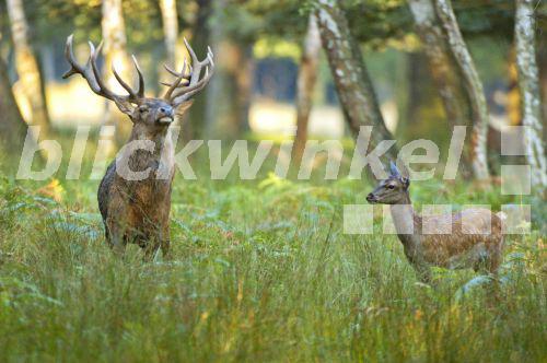 blickwinkel - Rothirsch, Rot-Hirsch, Edelhirsch, Edel-Hirsch, Rotwild ...
