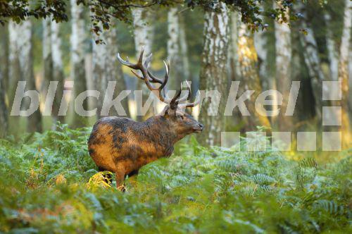 blickwinkel - Rothirsch, Rot-Hirsch, Edelhirsch, Edel-Hirsch, Rotwild ...