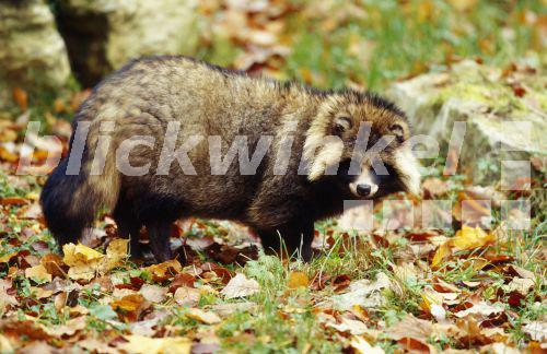 blickwinkel - Marderhund, Enok, Seefuchs (Nyctereutes procyonoides ...