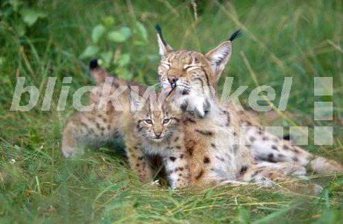 blickwinkel - Eurasischer Luchs, Europaeischer Luchs (Lynx lynx ...