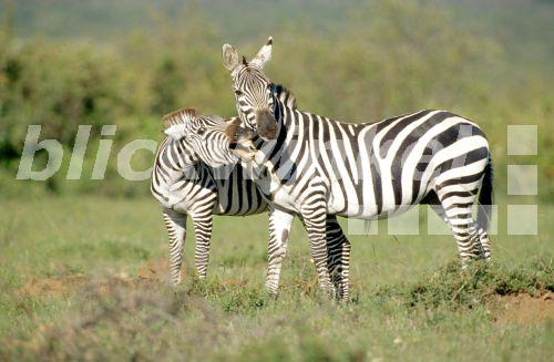 blickwinkel - Boehm-Zebra, Boehmzebra, Boehm-Steppenzebra ...