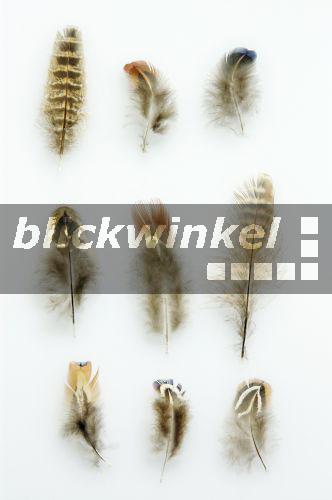 blickwinkel - Fasan, Ringfasan, Jagdfasan (Phasianus colchicus), Federn ...