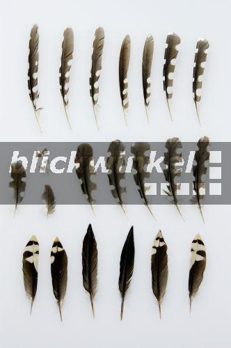 blickwinkel - Buntspecht, Grosser Buntspecht, Rotspecht, Schildspecht ...