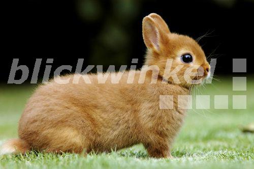 blickwinkel - Zwergkaninchen (Oryctolagus cuniculus f. domestica ...