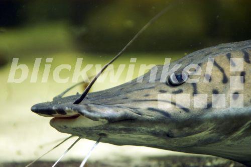 blickwinkel - Tigerspatelwels, Schaufelmaul (Pseudoplatystoma fasciatum ...
