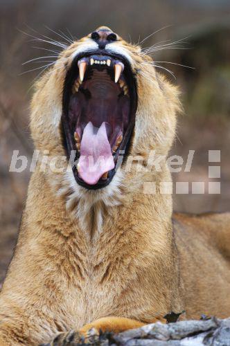 blickwinkel - Berber-Loewe, Berberloewe (Panthera leo leo), gaehnt mit ...