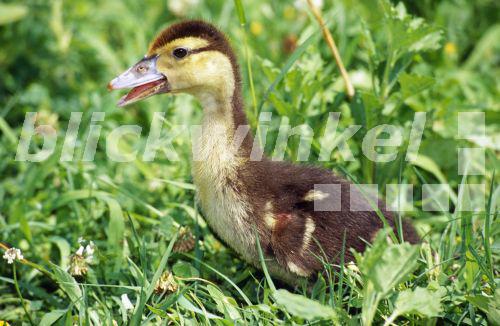 blickwinkel - Hausente (Anas platyrhynchos f. domestica), Kueken ...