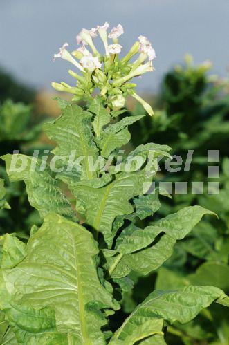 blickwinkel - Virginischer Tabak (Nicotiana tabacum), bluehend ...
