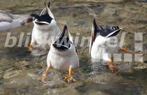 blickwinkel - Stockente, Stock-Ente (Anas platyrhynchos), drei ...